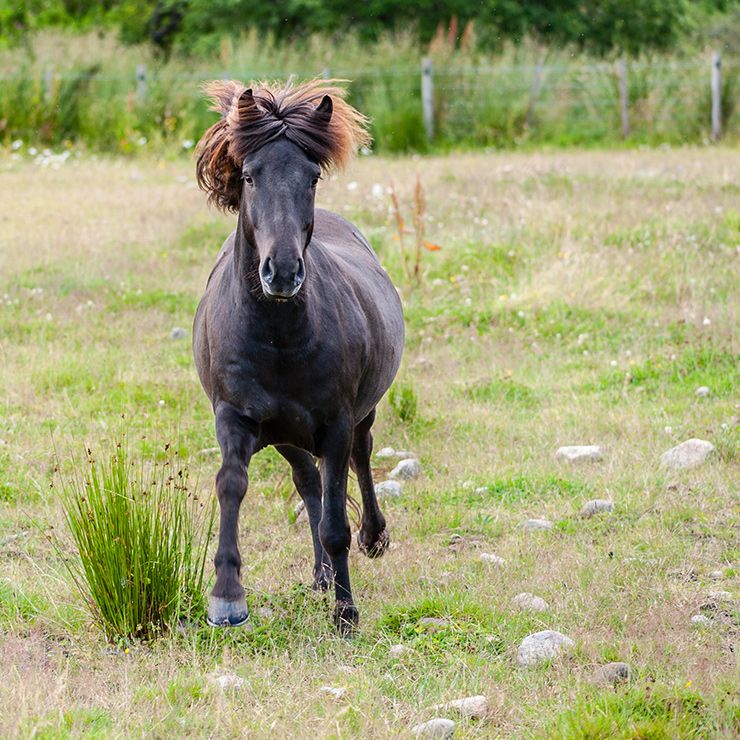 Icelandic Ponies - Corrour